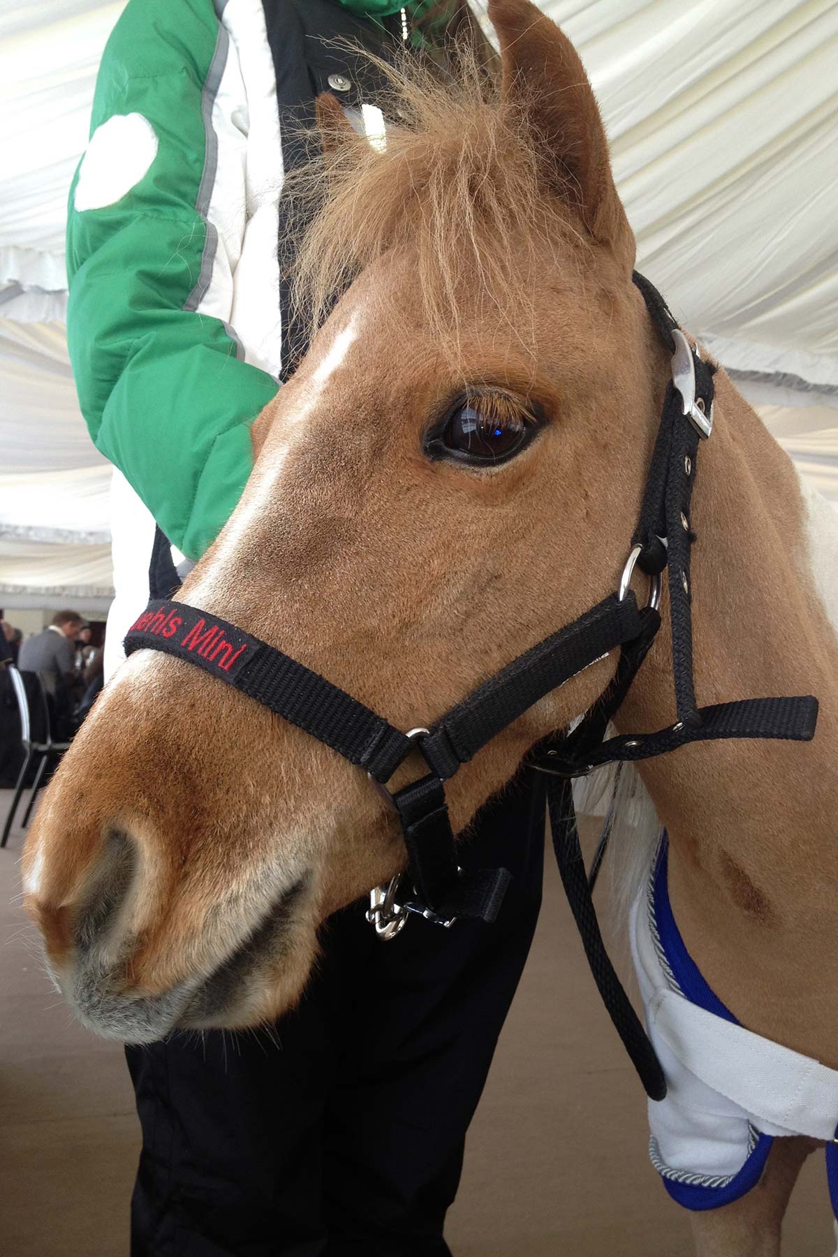 Horsepower on Ice - PPM Exclusive Services & Luxury Chalet Rentals, St ...